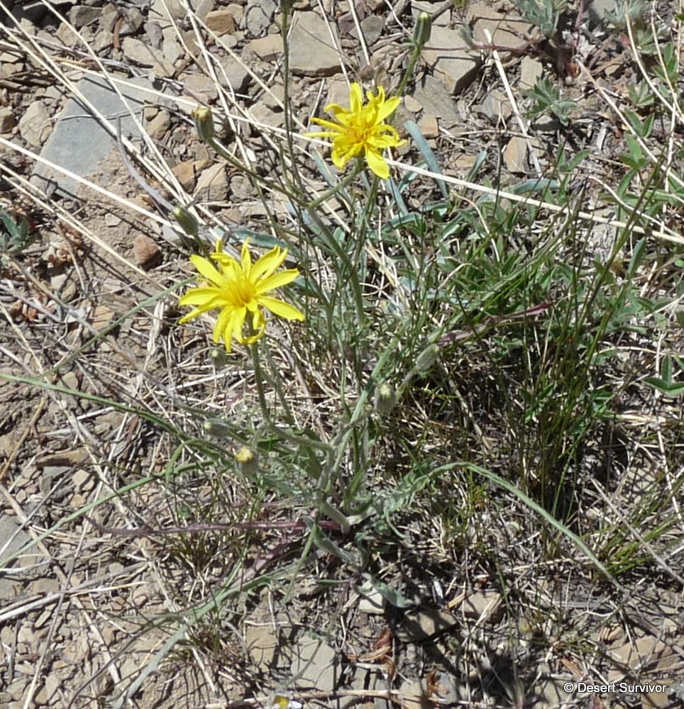 A Plant a Day: Slender Hawksbeard-Crepis atribarba