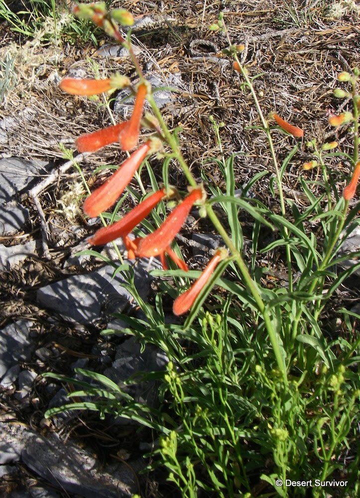 A Plant a Day: Bridge Penstemon-Penstemon rostriflorus