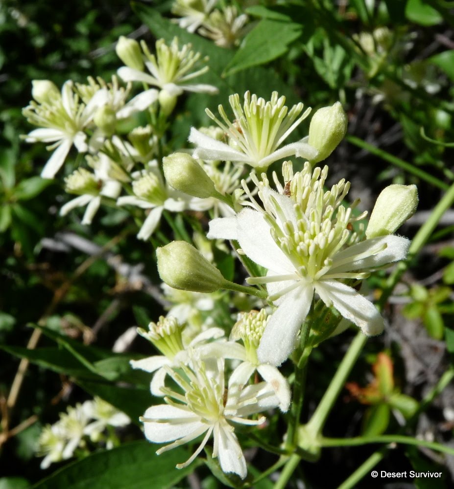 A Plant a Day: Western White Clematis-Clematis ligusticifolia