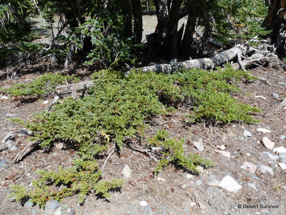 A Plant a Day: Common Juniper--Juniperus communis