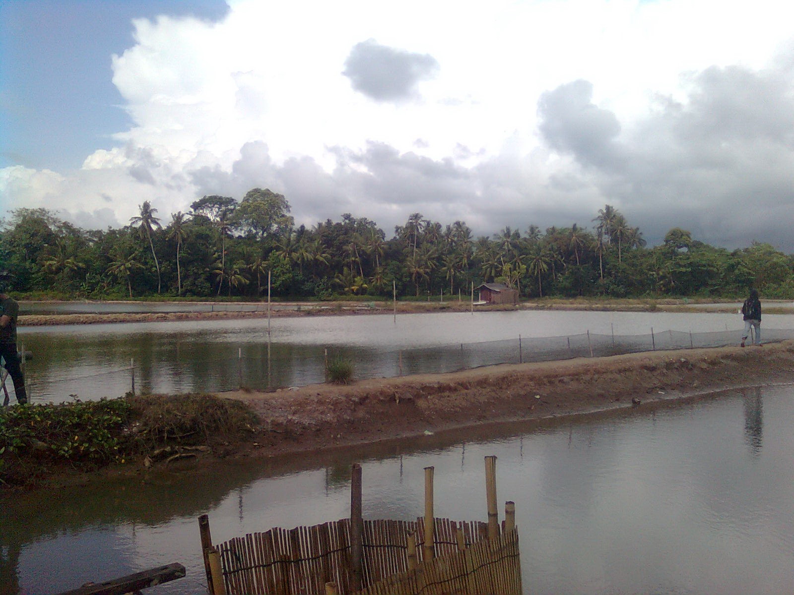 irfan alwi: manajemen kualitas air tambak payau