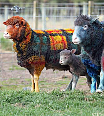 funny world: funny sheep