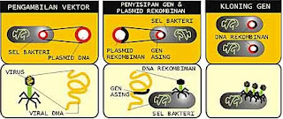BIOLOGI GONZAGA: TRANSPLANTASI GEN-TEKNIK PLASMID