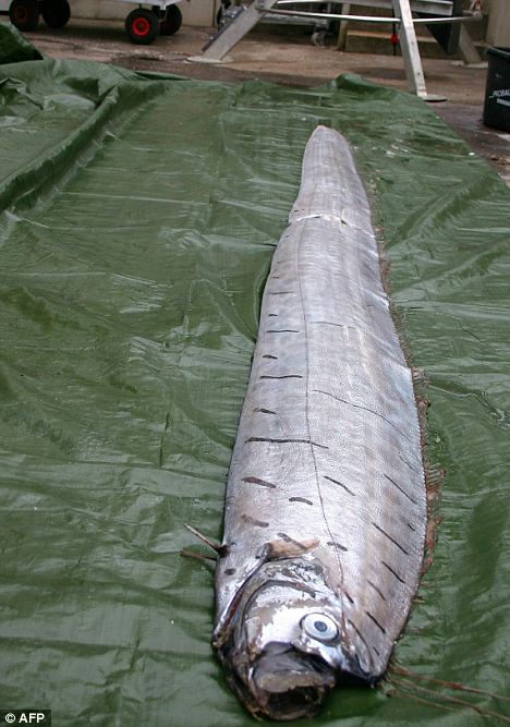 My Funny: A Giant Oarfish : Regalecus Glesne aka King of Herrings ...