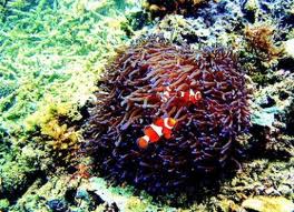 ISI LAUT