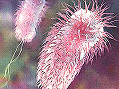 Microbiología Marina: Bacterias Marinas