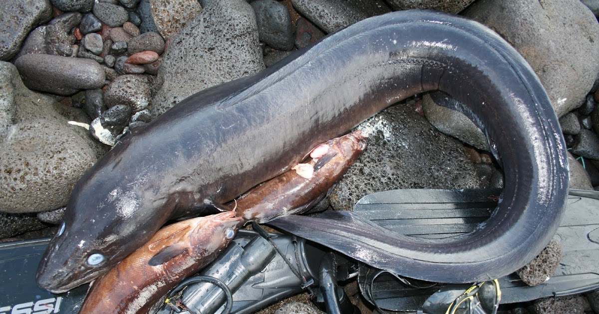 Azoresub: Congro ( Conger conger)