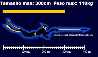 Azoresub: Congro ( Conger conger)