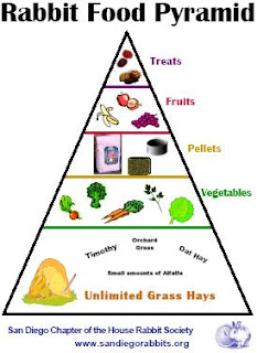 Rabbit Care Guide: Organic Rabbit Food