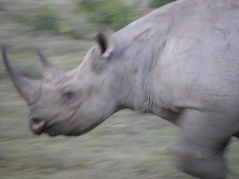 FLAMINGO DISABLED TOURS