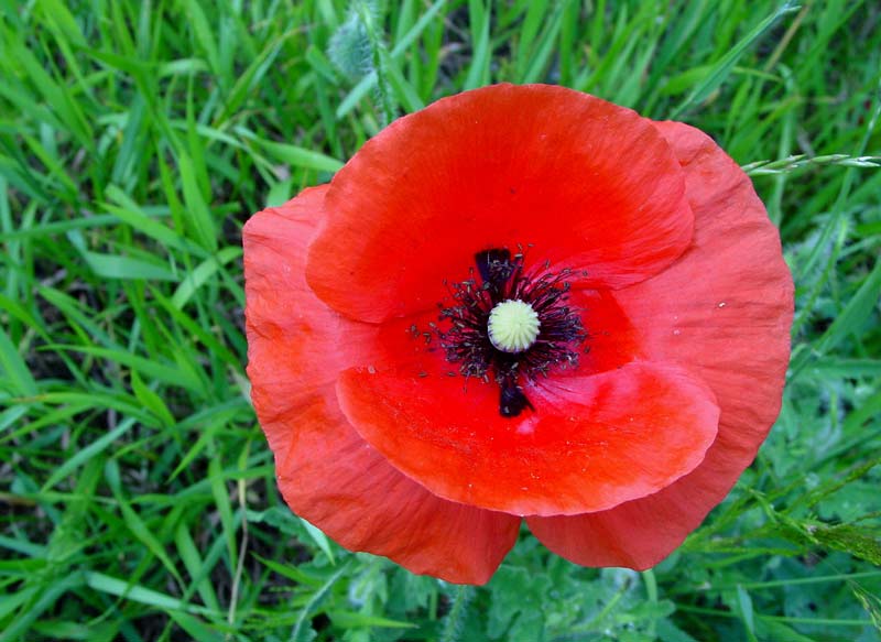 Pecozbill: The History of the Red Poppy on Memorial Day