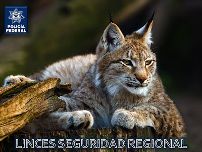 PATRULLA BLANCO Y NEGRO: LINCES