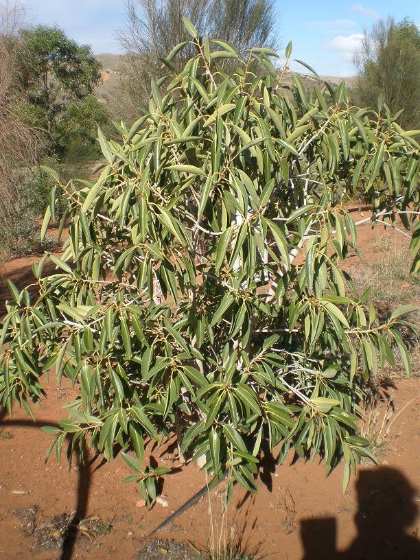 Life Without Anchovies: Bush Tucker