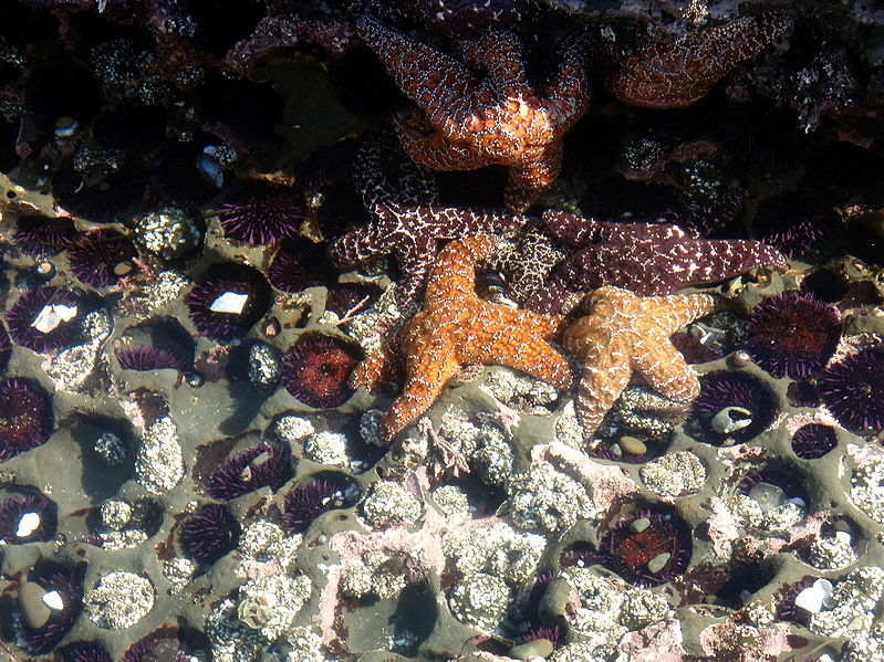 *: La Push and Tide Pools