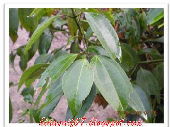 dUnIa PeRaYau: Pokok kayu manis - Cinnamon