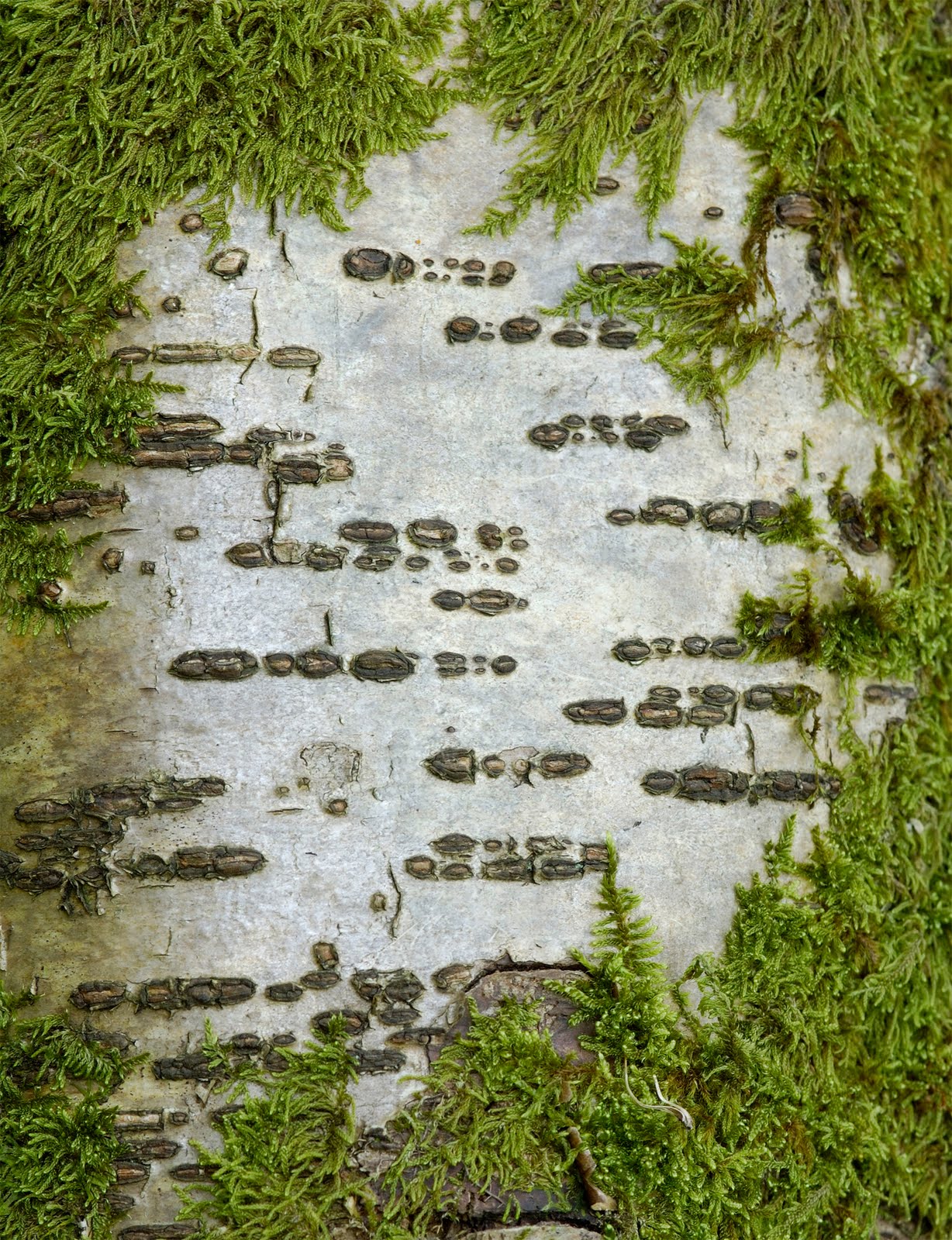 Scottish Wildlife Blog: Kilpatrick Hills, West Dunbartonshire