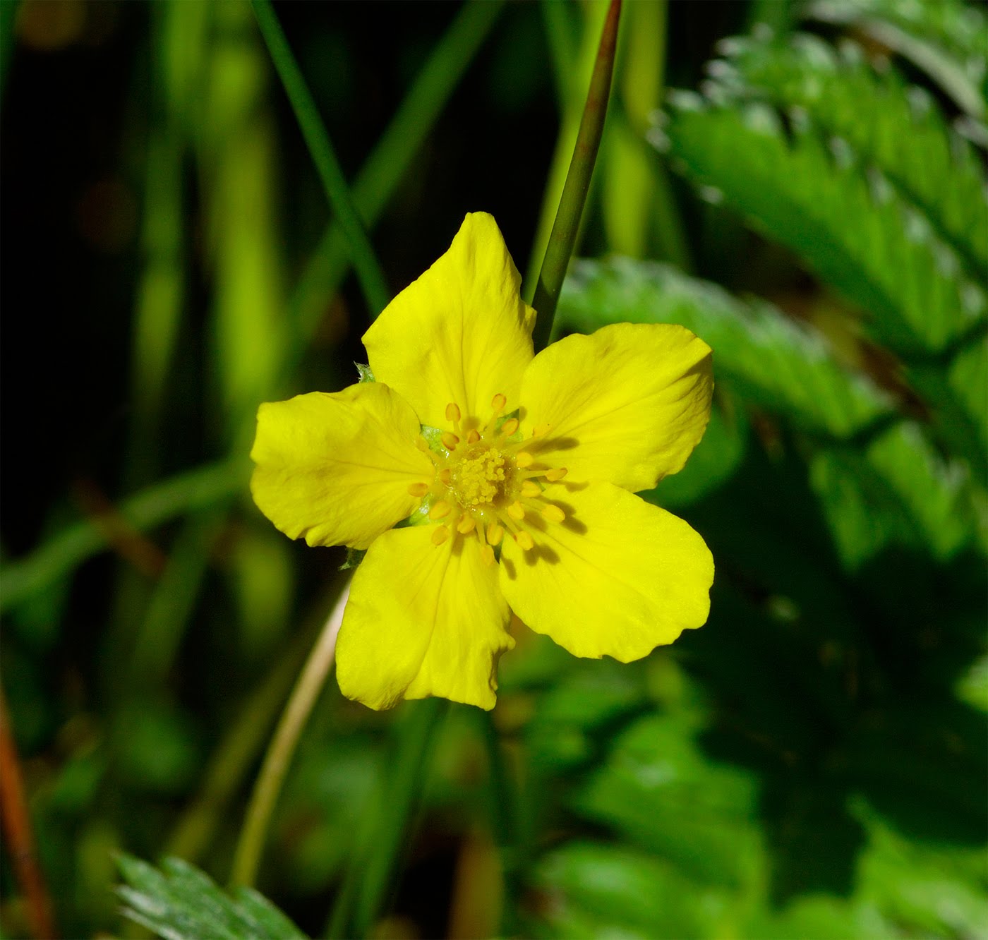 Scottish Wildlife Blog: Kilpatrick Hills, West Dunbartonshire