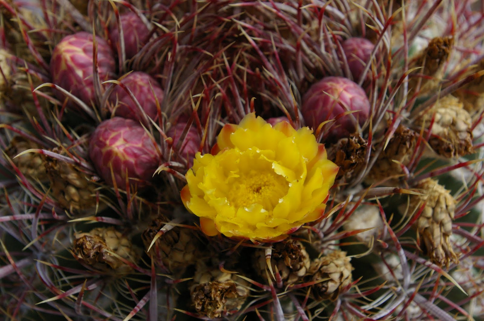 Arizona Gronseth Report: Some Interesting Cactus Pictures