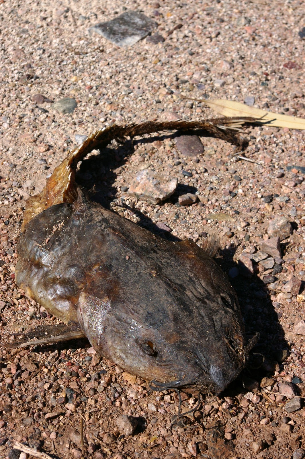 Arizona Gronseth Report: The Elusive Desert Sand Fish