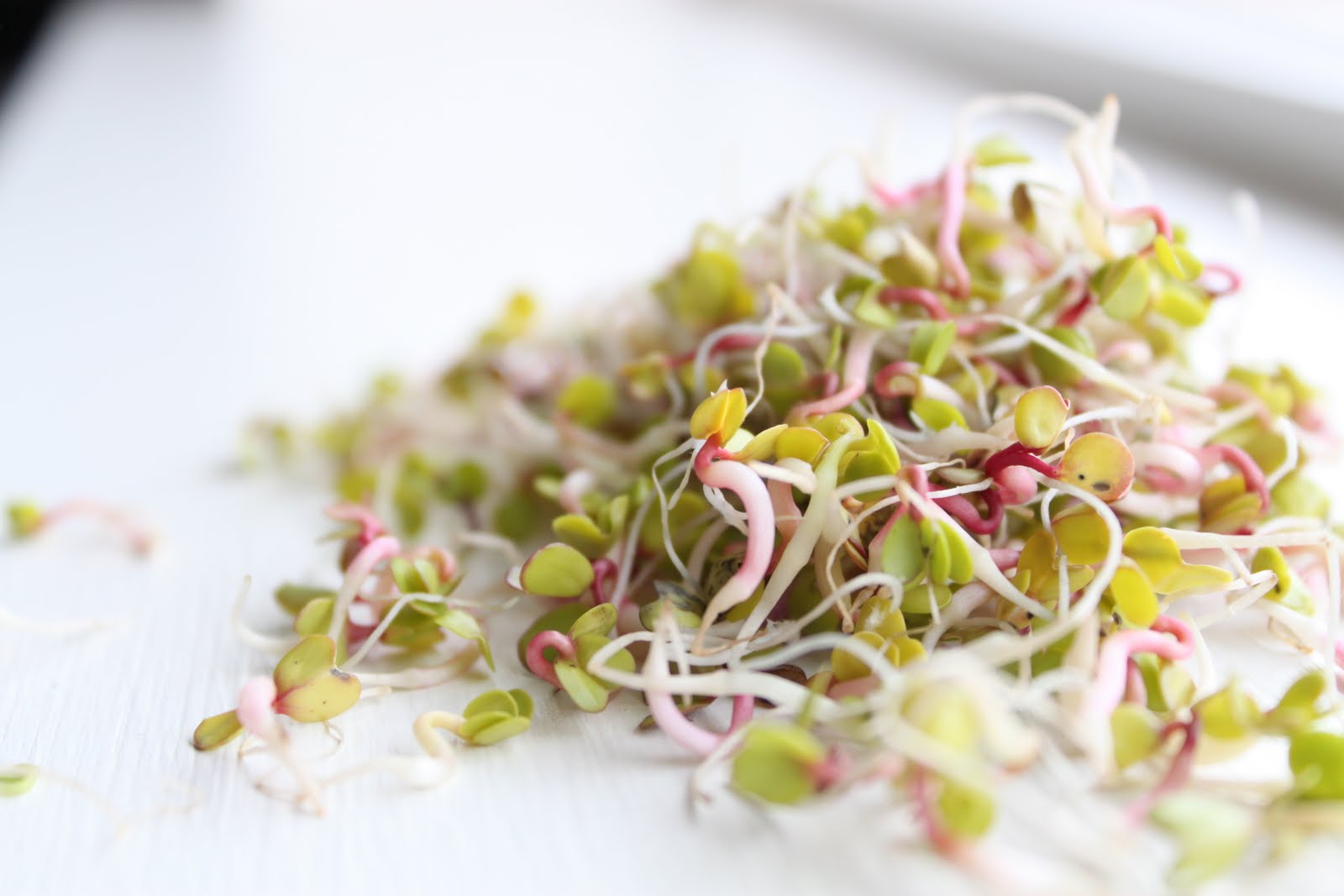 Chicken in a Cherry Sauce: Radish Sprouts