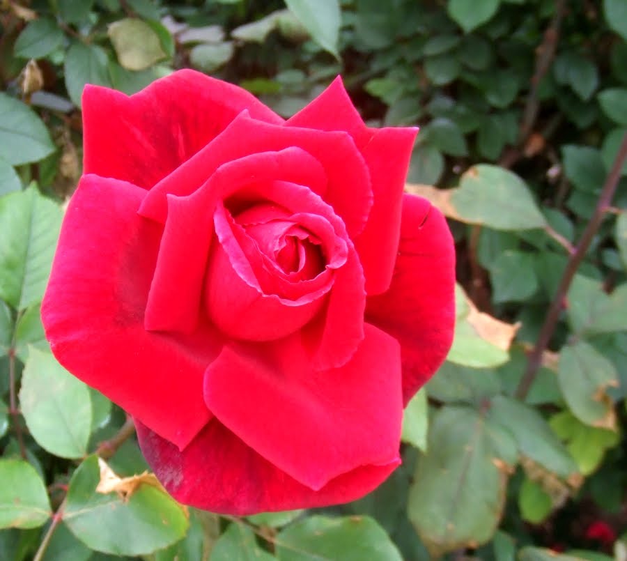 Tulsa Gentleman: Ruby Tuesday - A Red Red Rose