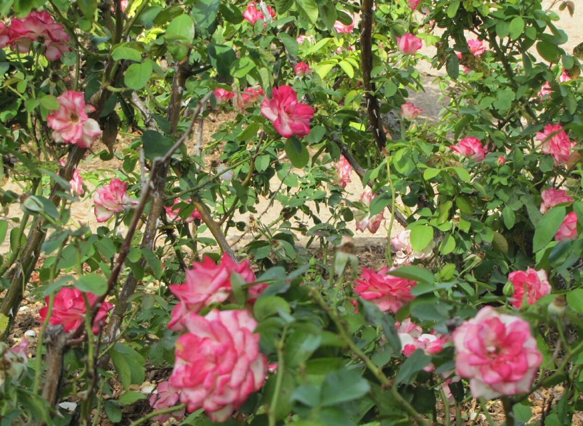 Tulsa Gentleman: SOOC Sunday - Cherry Parfait Rose