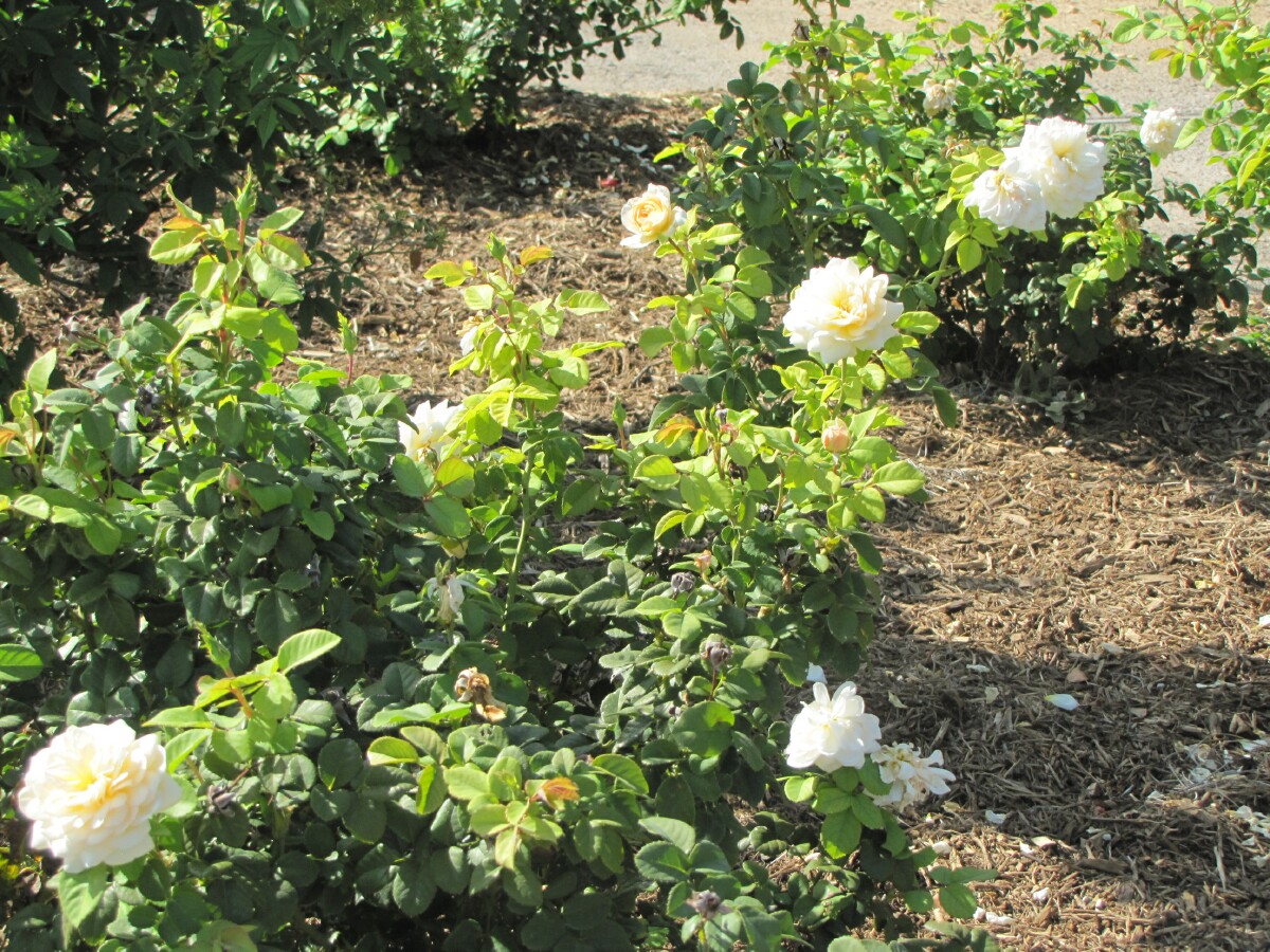 Tulsa Gentleman: SOOC Sunday - Crocus Rose