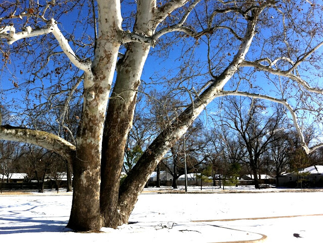 Tulsa Gentleman: SOOC Sunday - Sycamore Tree
