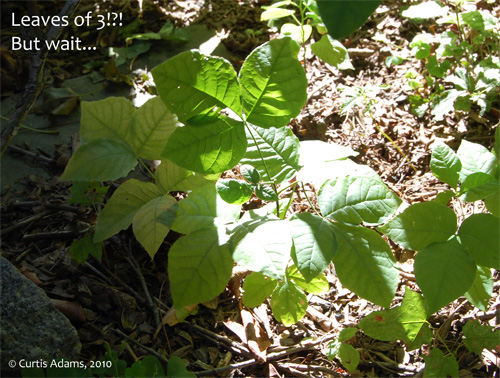 Native Plants with Adams Garden: It's not Poison Ivy