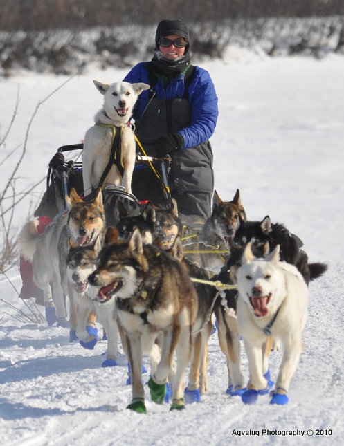 Tundratantrum: Letter From the Kobuk 440 Racing Association