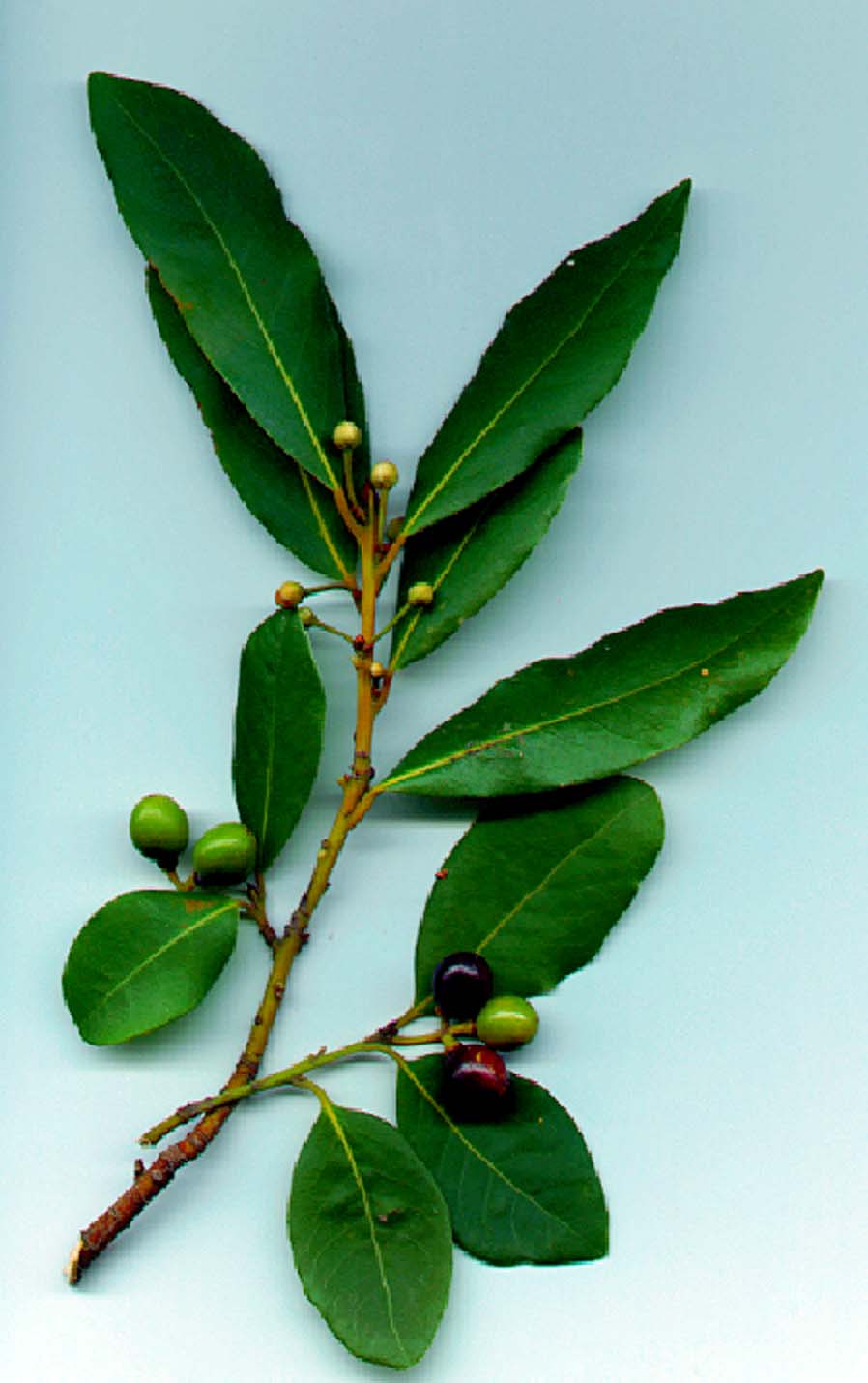 parquealamillo-encinarosa: LAUREL - Laurus nobilis L - Laurácea