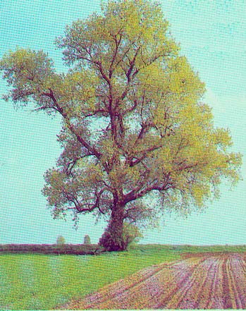 parquealamillo-encinarosa: ALAMO Populos alba.L