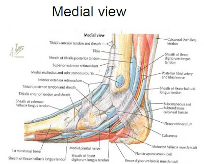 Muscles of the Foot and Ankle | Podiatry