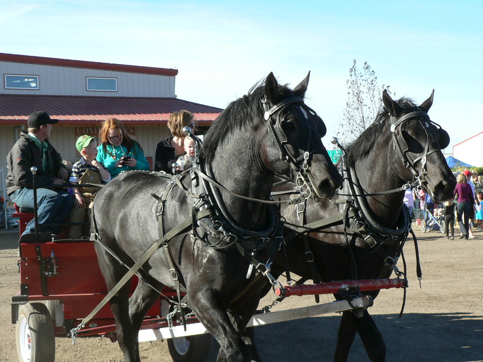 Paradigm Percherons: Alberta Children benefit from Pumpkins & Percherons