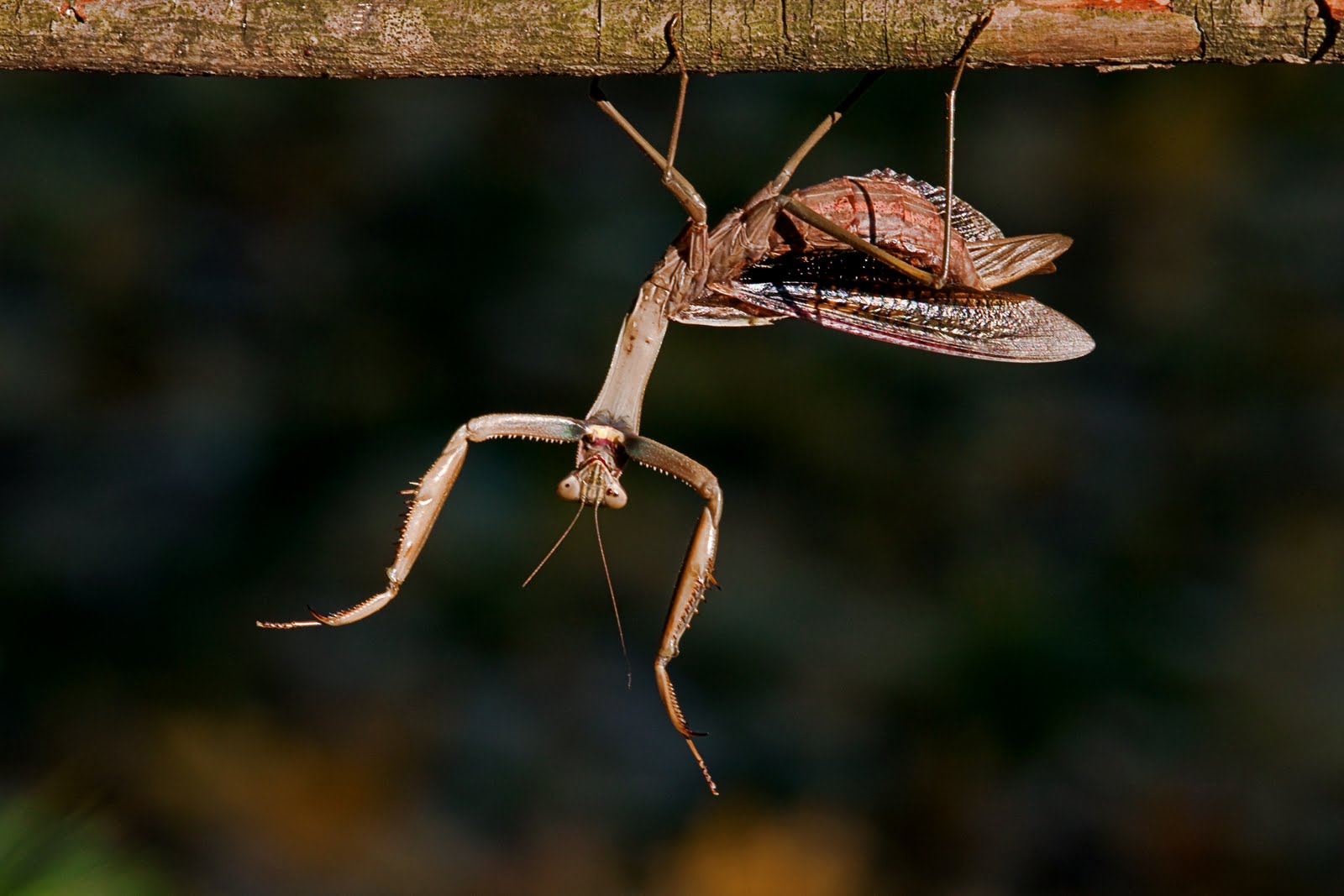 Scott Evers Photography: The Praying Mantis