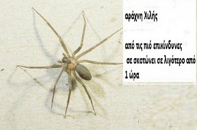 αλεπού του Ολύμπου: ΟΙ 4 ΠΙΟ ΘΑΝΑΤΗΦΟΡΕΣ ΑΡΑΧΝΕΣ ΣΤΟΝ ΚΟΣΜΟ...