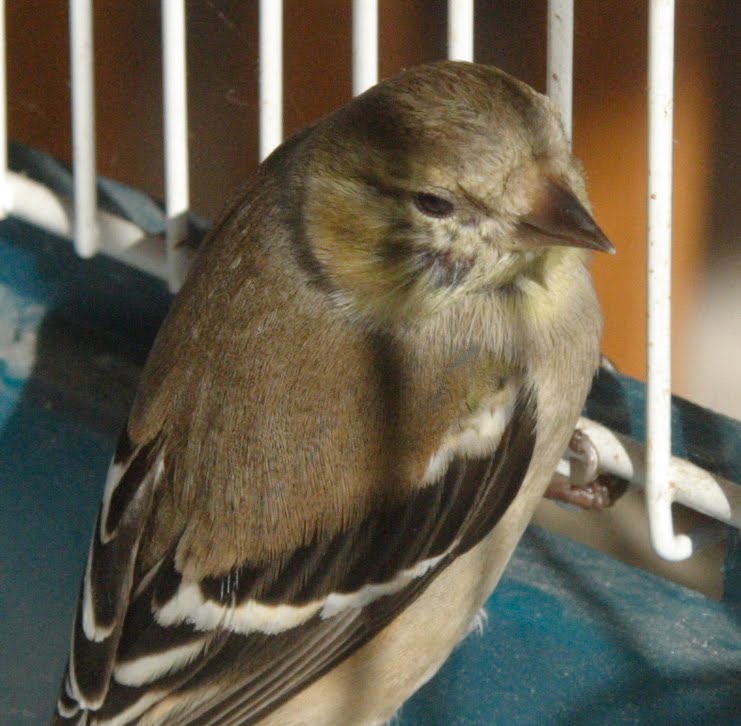 feed wild birds: THUMP