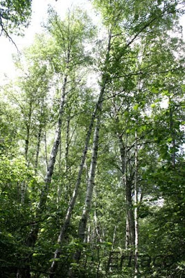 Mis encuentros con lo auténtico: Entre abedules