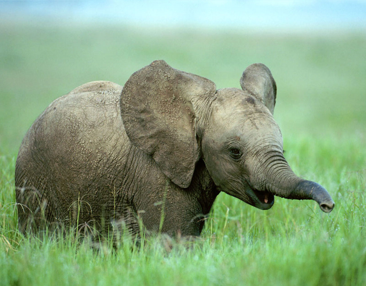 BIO@SCIENCE: Elefante africano