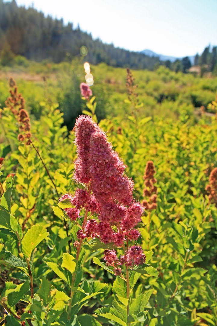 your apples are my oranges: jaybear and shmemily ride again: the ghost ...