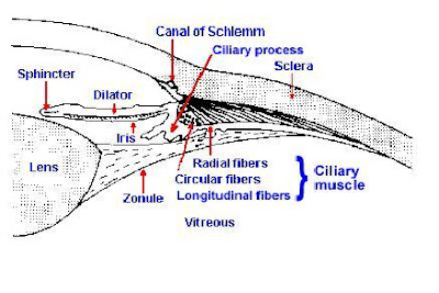 Science, Natural Phenomena & Medicine: Ciliary Muscle