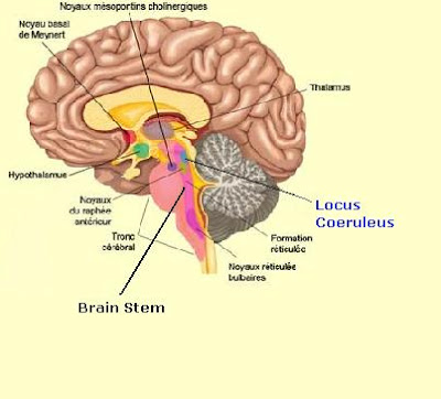 Locus Coeruleus E Substancia Negra