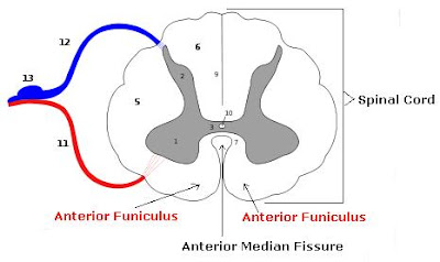 Science, Natural Phenomena & Medicine: Anterior Funiculus