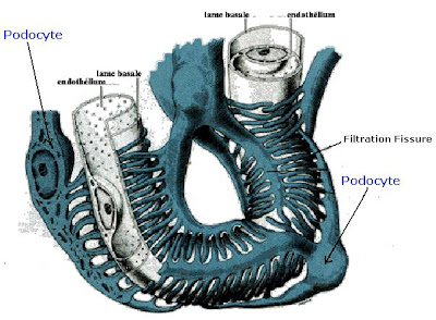 Science, Natural Phenomena & Medicine: Podocytes
