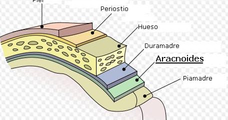 AL INTERIOR DE LA MAQUINA PERFECTA: Meninges, sistema ventricular e ...