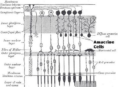 Science, Natural Phenomena & Medicine: August 2010