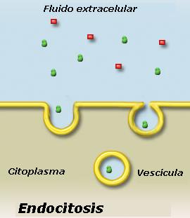 biologia: Transporte en vesiculas