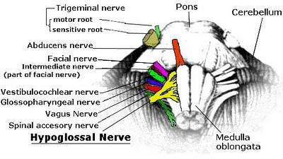 Notez On Nursing....: Hypoglossal Nerve (CN XII)