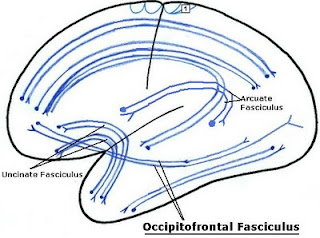 Science, Natural Phenomena & Medicine: Occipitofrontal Fasciculus