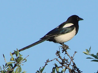 Nature in Greece: Καρακάξα - Magpie